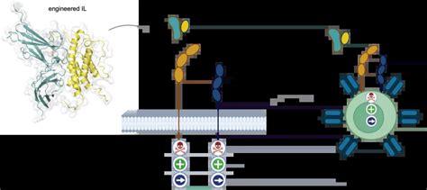 Rational Engineering Of New And Improved Cytokines Zelluläre Proteinbiochemie