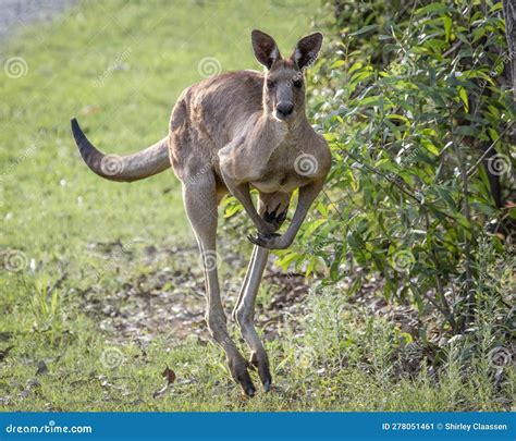 Kangaroo Hopping Through The Bush Stock Image Image Of Outdoor Australian 278051461