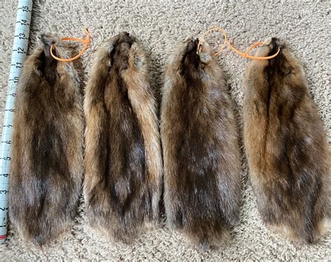 Large Muskrat Pelts Quality Soft Stretchy Leather Tanned Fur Log Cabin Decor Man Cave Rustic