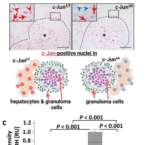 Functional Characterization Of C Jun Signaling In C JunΔli Mice