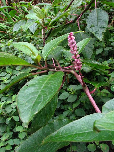 Phytolacca Sandwicensis A Photo On Flickriver