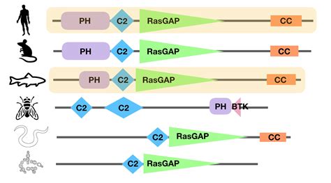 Conclusions Autism Syngap1