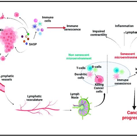 Immunosenescence In Cancer Microenvironment And Immune Evasion In Lymph