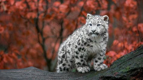 Cute Red Autumn Cub Snow Leopard Animal Leaf Hd Wallpaper