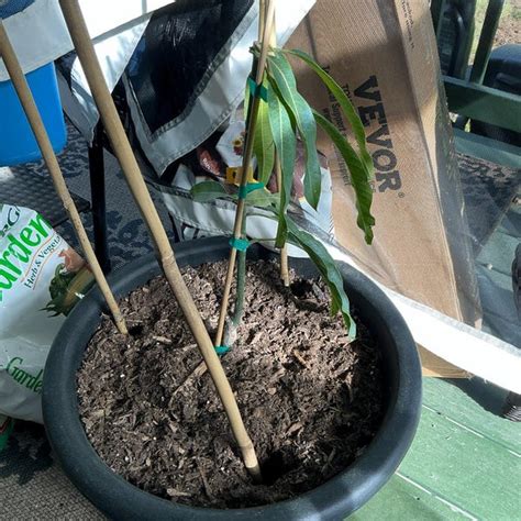 Juliette Mango Tree 3 Gallon Drafted Etsy