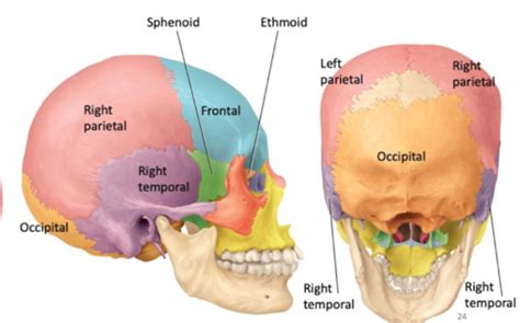 Anatomy 106 Bone Tissue And Skull Cranial Bones Flashcards Quizlet