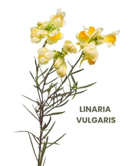 Linaria Vulgaris L
