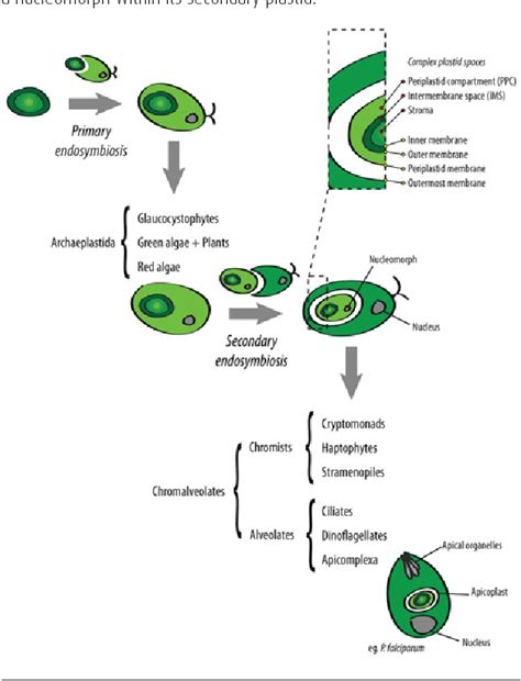 Apicomplexa Plasmodium