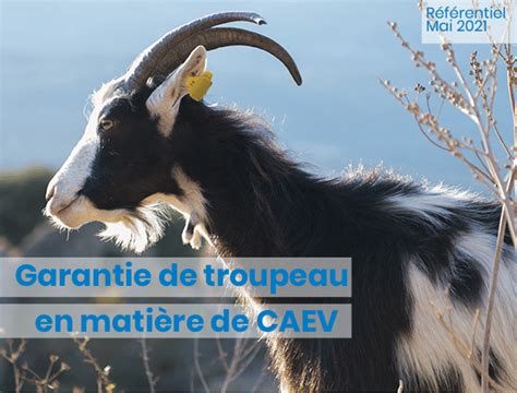 Le Caev Est Une Infection Virale Largement Répandue En élevages Caprins