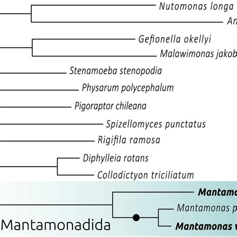 Phylogenomic Analysis Of Crums Clade Bayesian Inference Bi Phylogeny