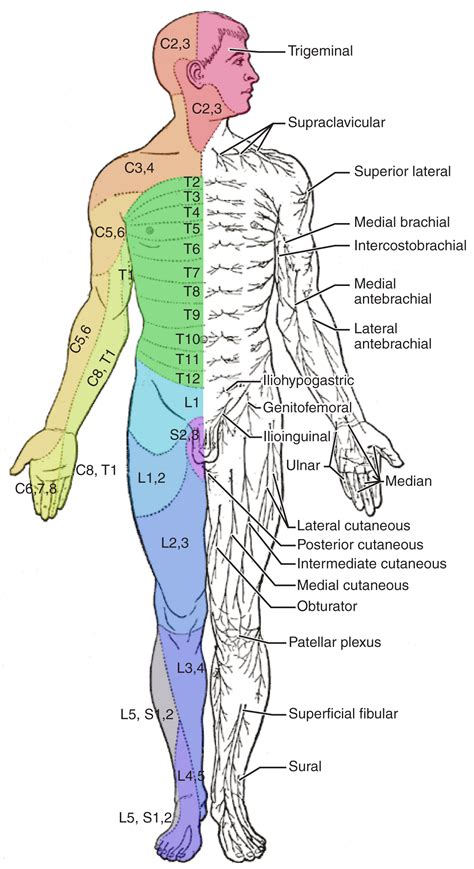 Dermatomes And Myotomes Anatomy Geeky Medics Dermatome Map