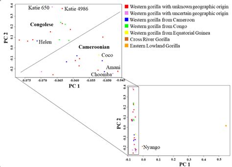 Principal Component Analysis Pca Of Gorilla Genomes Pca Plot Showing