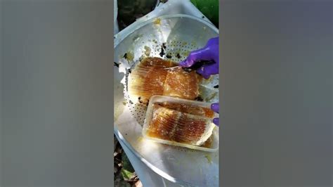 Amazing Work At Gueen Bee Hard Work Shorts 53 Youtube