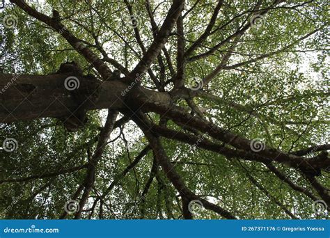 Photo From Below Landscape Of A Dark Tree With Lots Of Branches And