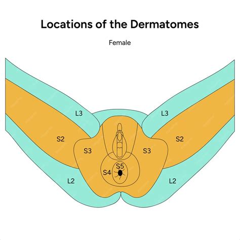 Premium Vector Location Of The Dermatomes Female