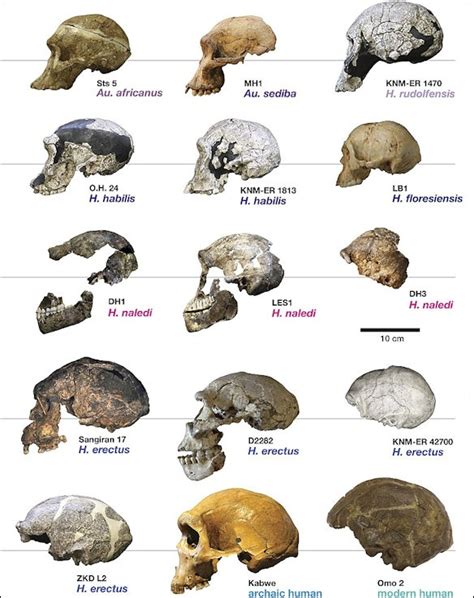Australopithecus Robustus Skull Features