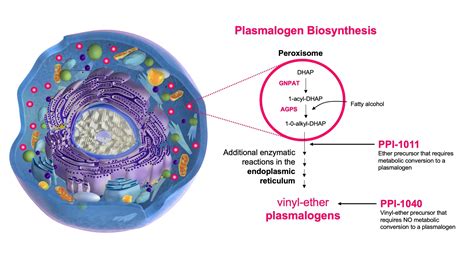 Structure Of Peroxisomes