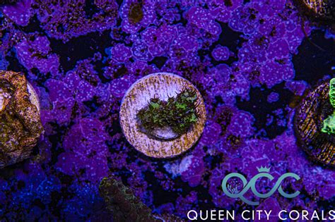 Pikachu Acropora Wysiwyg Queen City Corals