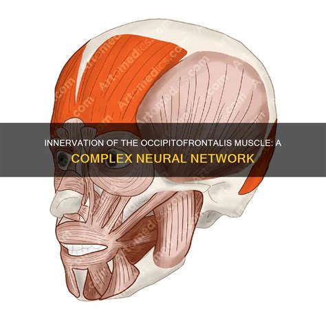 Innervation Of The Occipitofrontalis Muscle A Complex Neural Network