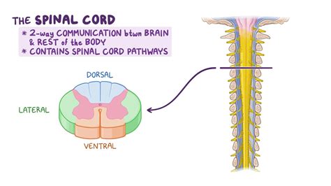 Spinal Cord Anatomy