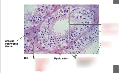 Aandp 2 Lab Exam 3 Histology 7 Diagram Quizlet