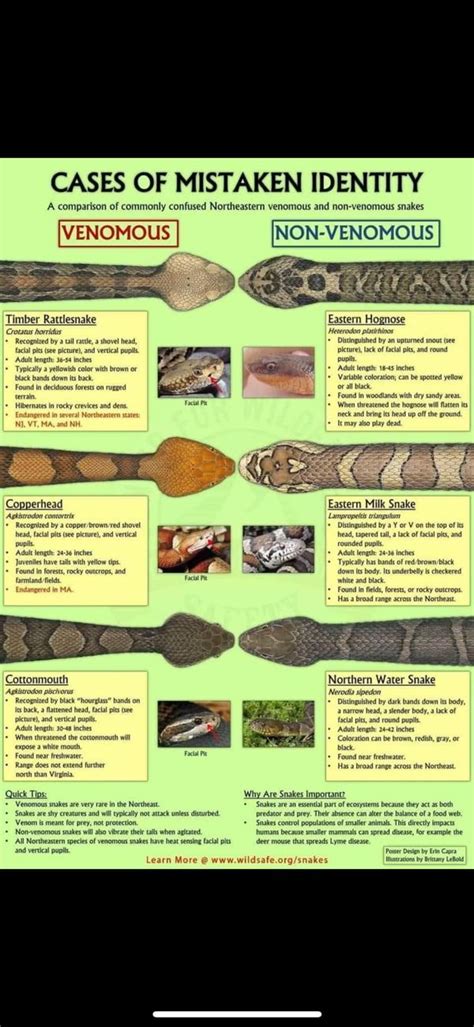 Snake Identification Chart