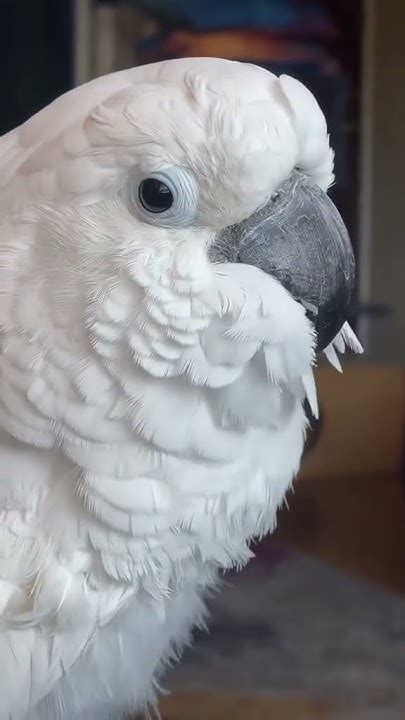 傻鸟就喜欢唱歌！听出来它唱的是啥没！鹦鹉鹦鹉萌萌哒逗鹦鹉 Youtube