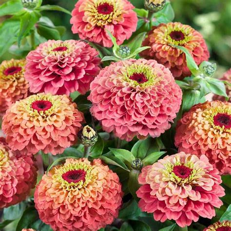 Outsidepride 50 Seeds Annual Zinnia Elegans Queeny Lime
