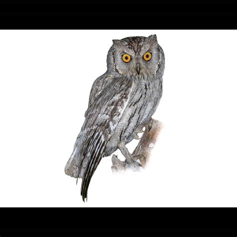 Pallid Scops Owl Otus Brucei Identification Birda