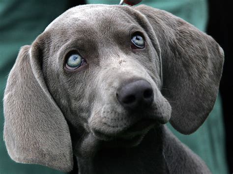What Colors Are Weimaraners