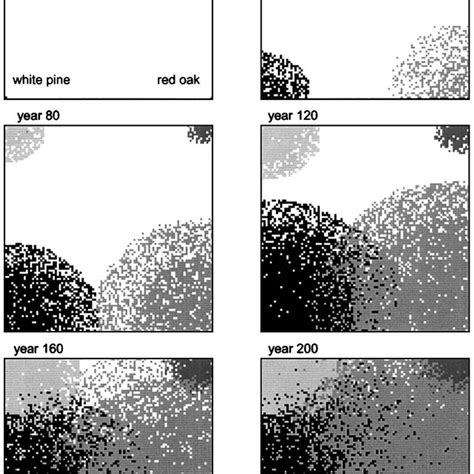 Demonstration Of Seed Dispersal Patterns Of Four Tree Species On An