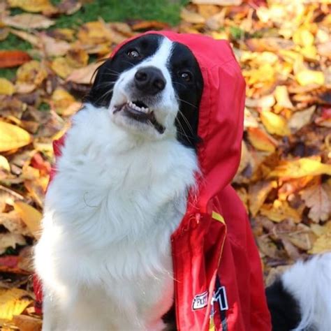 Officially Pets Meet Scott An Adorable 3 Year Old Border Facebook