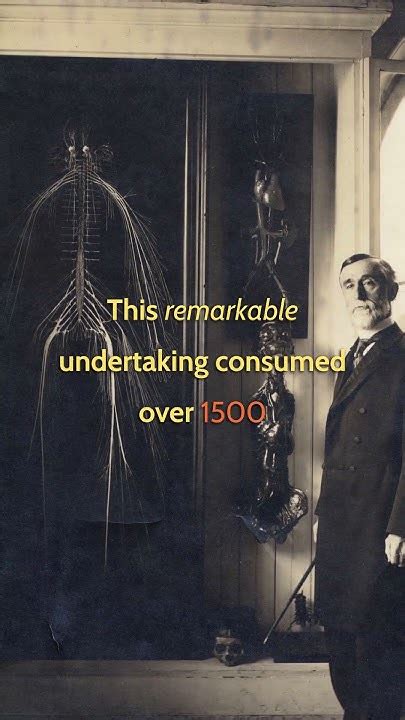 Dissected Human Nervous System On Display Morbid Truth 13 Youtube