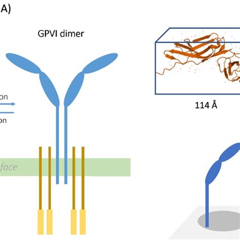 Increasing Confined Domain Area Induces More Receptor Dimerisation