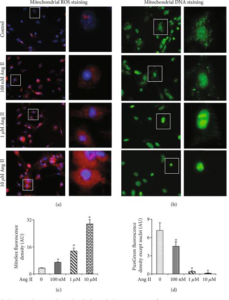 Mitosox Red Semantic Scholar