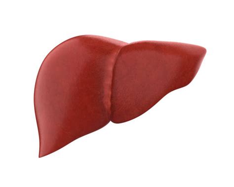 30 Sirosis Ilustrasi Foto Stok Potret And Gambar Bebas Royalti Istock