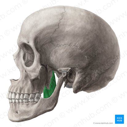 Pterigoideo Medial Origen Inserción Función Kenhub