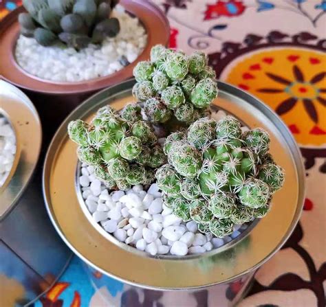 虎皮兰、春羽、龟背竹……狂热的植物杀手养的花草，目前已卒！ 搜狐大视野 搜狐新闻