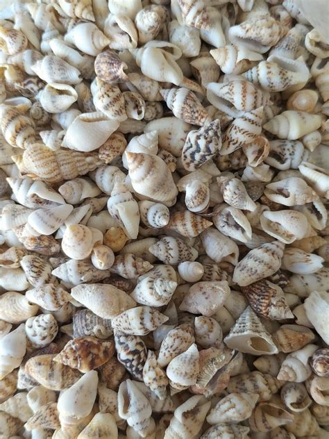 500g Natural Nassa Shell She Sells Shells