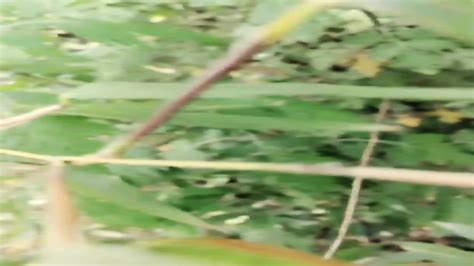 Chinese Cam Girl åˆ˜å©· Liuting Outdoor Sex Eporner