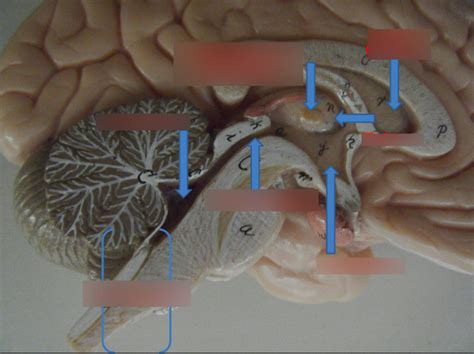 lab week 10 brain diagram quizlet