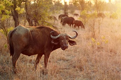 28 000 Buffalo Protection Pictures