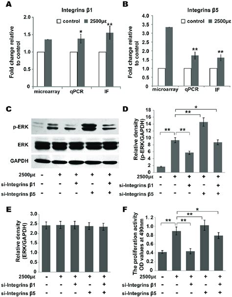 Integrin B1 And Integrin B5 Have Opposite Effects On The Download