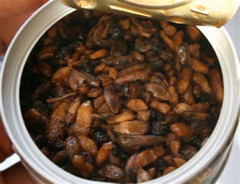 Bee Larvae Delicacy