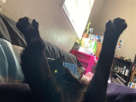 Looooong Legs 🐾 R Aww