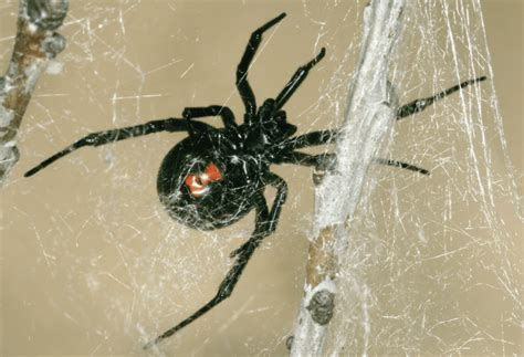 Nebraska Spider Identification Guide Know Your Eight Legged Neighbors