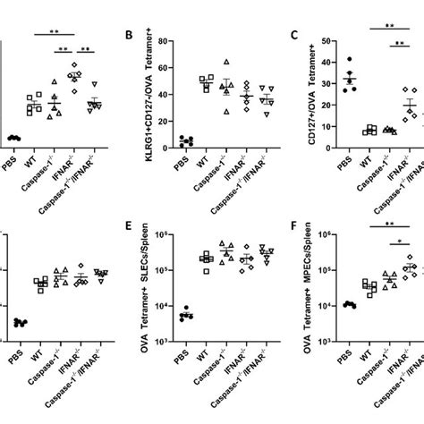 The Primary T Cell Response Is Augmented And Skewed Toward A