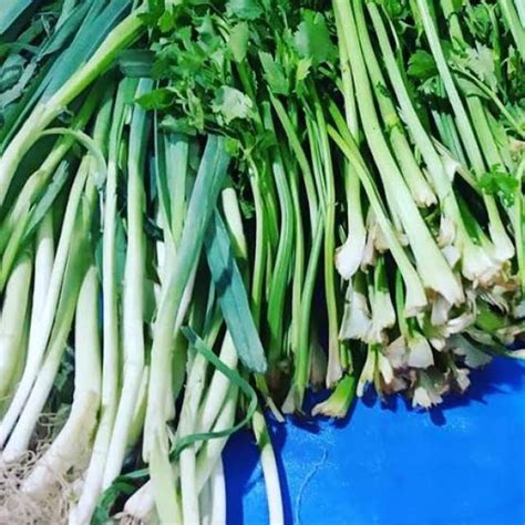 Jual Daun Soppre 100gr Shopee Indonesia