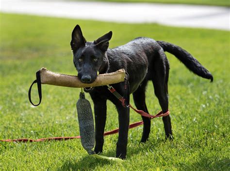 What Are Working Class Dogs