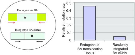 Mutations On The Endogenous Bcr Abl Versus Integrated Bcr Abl Cdna